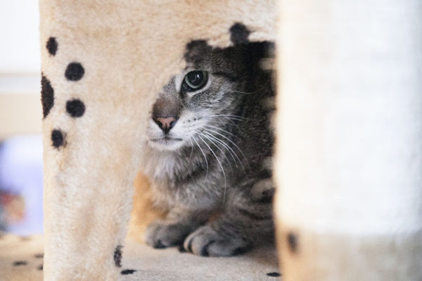 My cat is mean! She is spiteful! But is she? Compulsive behaviors part ...